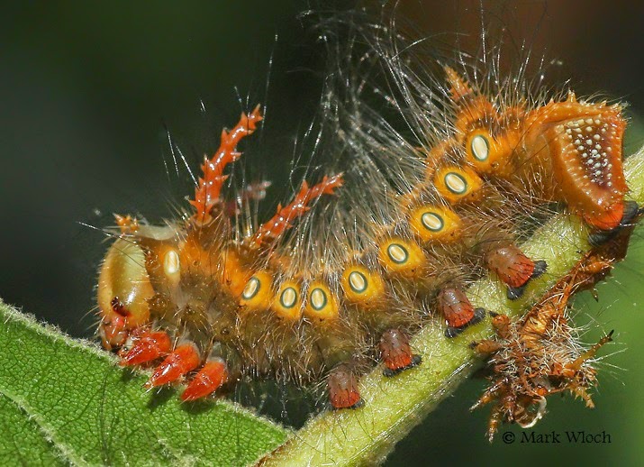 Mostly Birds (but not always): Imperial Moth Life Cycle
