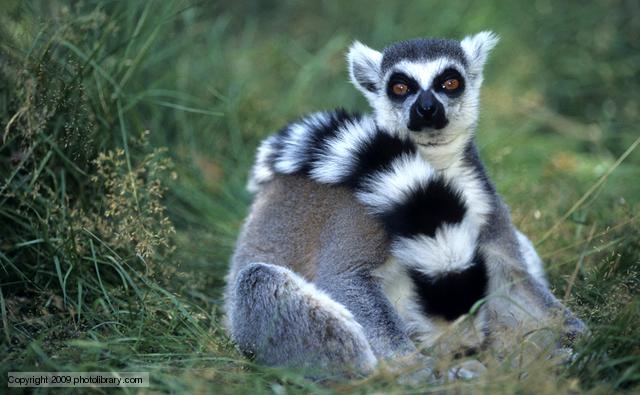 Lemurs | The Life of Animals