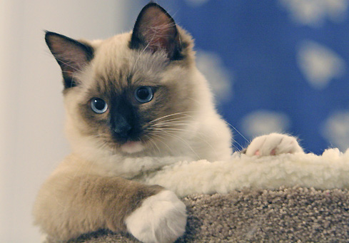 Macke: SIJAMSKA MACKA