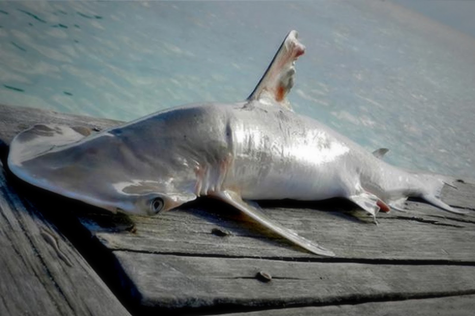Nueva Especie De Tiburón En Aguas De Belize | Nosotros Unidos Con Belize