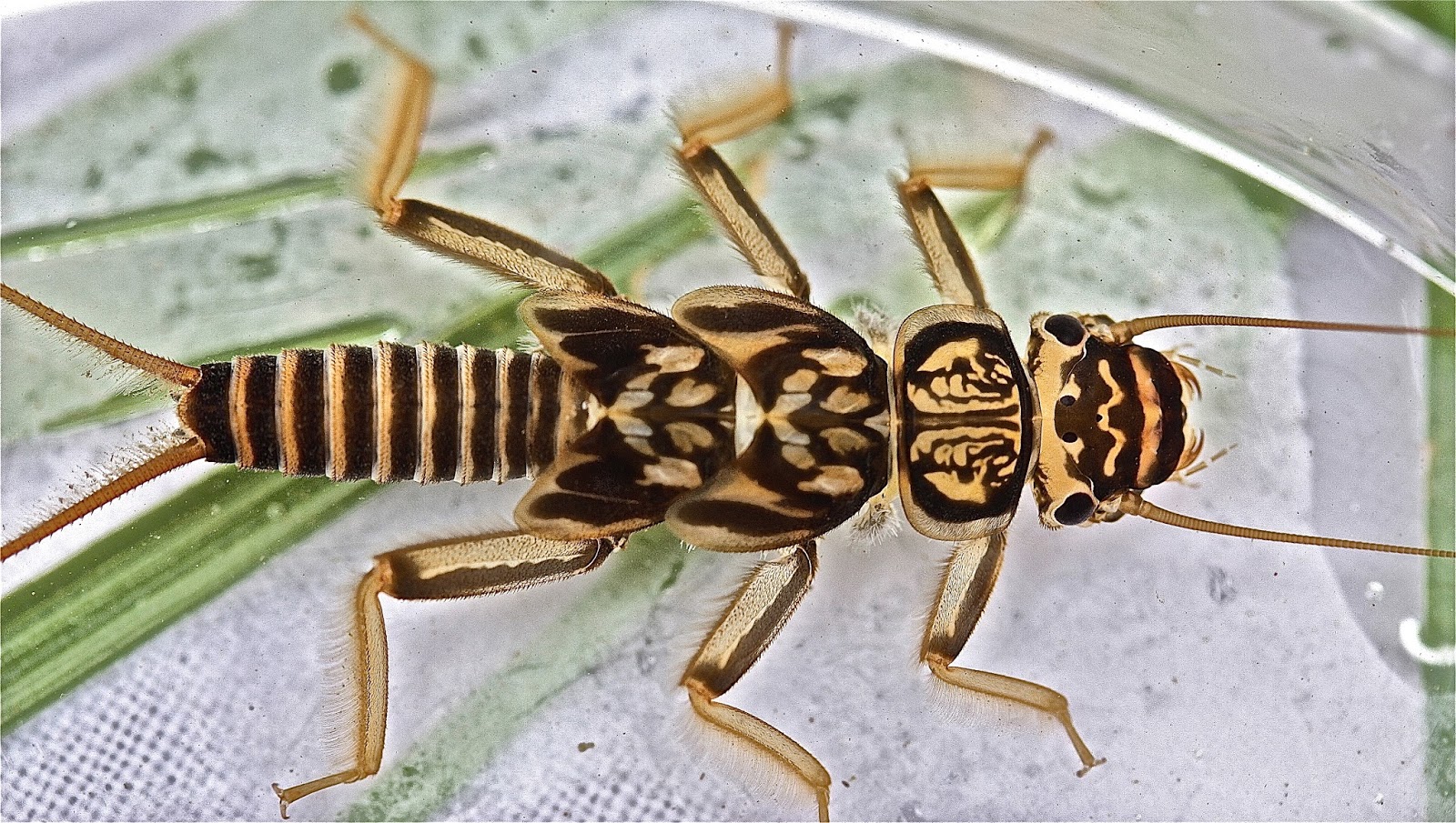 Aquatic Insects of Central Virginia: A review: Common stonefies ...