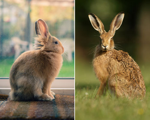 Kunić kao ljubimac ~ Panvet - moj veterinar