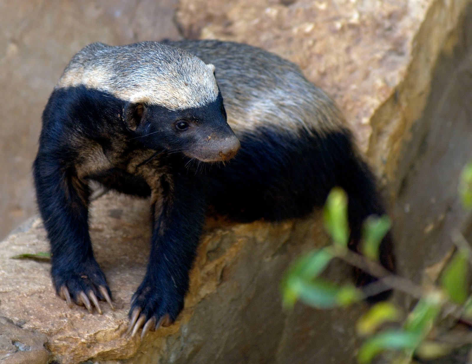 El ojo del buitre: Tejón melero (Mellivora capensis)