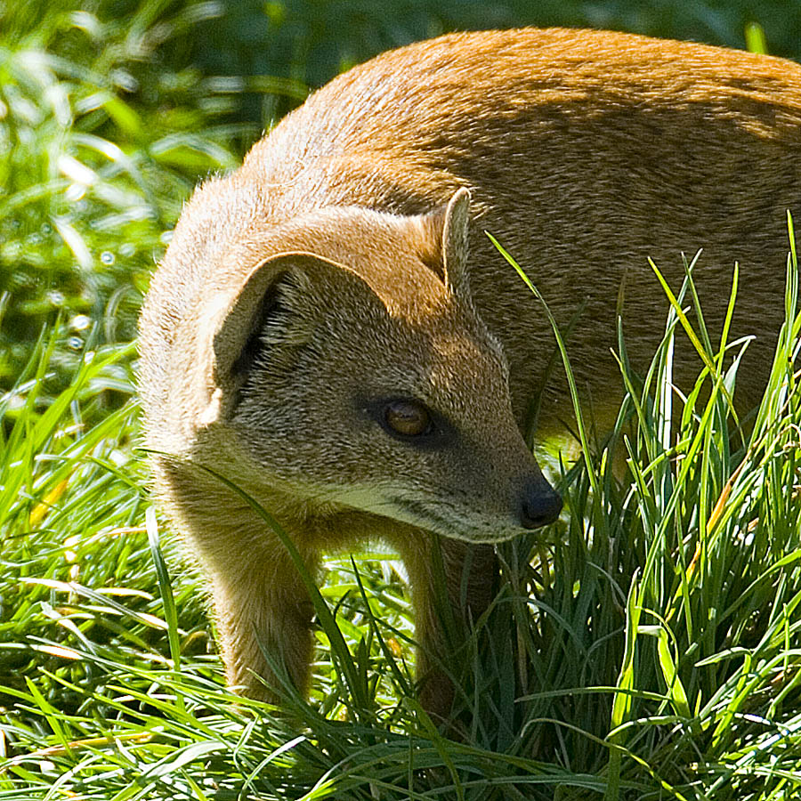 Mongoose New Wallpaper | Wallpapers Pictures Lovers