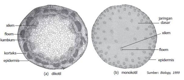 Pengertian Akar Dikotil, Monokotil, Akar Serabut dan Tunggang - TUKANG ...
