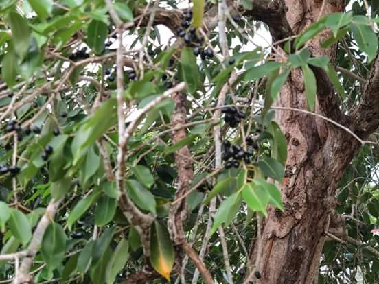 AKU DAN CERITAKU...: BUAH KERIANG DOT