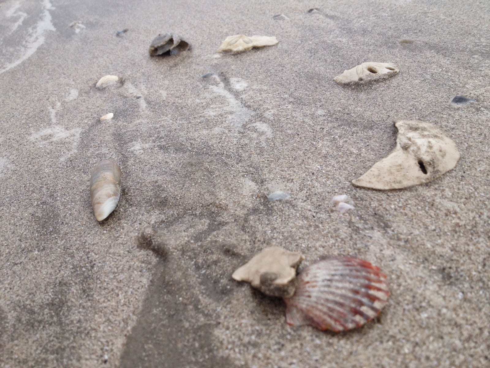 Day by Day with María: piece of beautify vs. broken shell: I am what I am