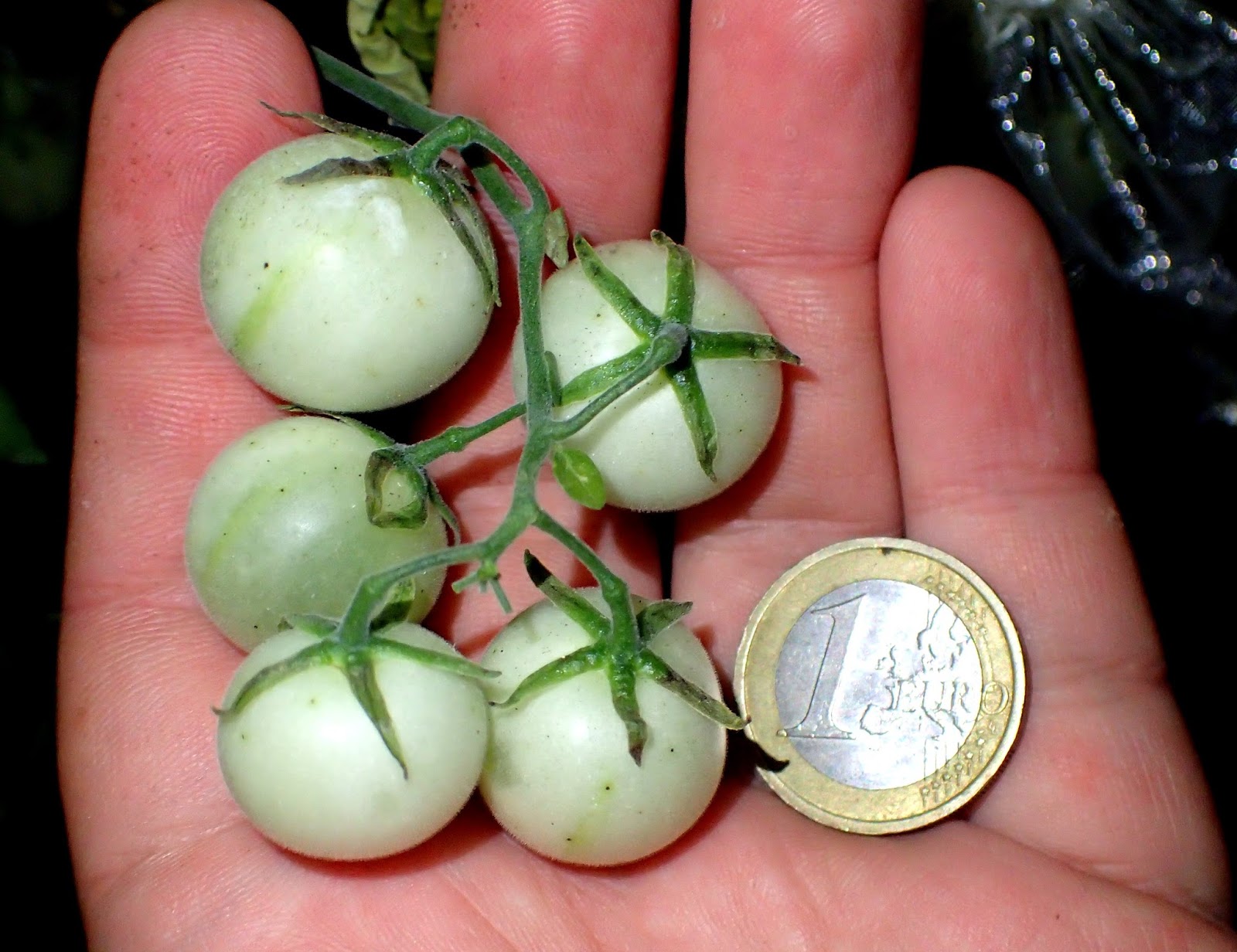 Scirpidiella's Plants: Wild Tomato species (Lycopersicon spp.)