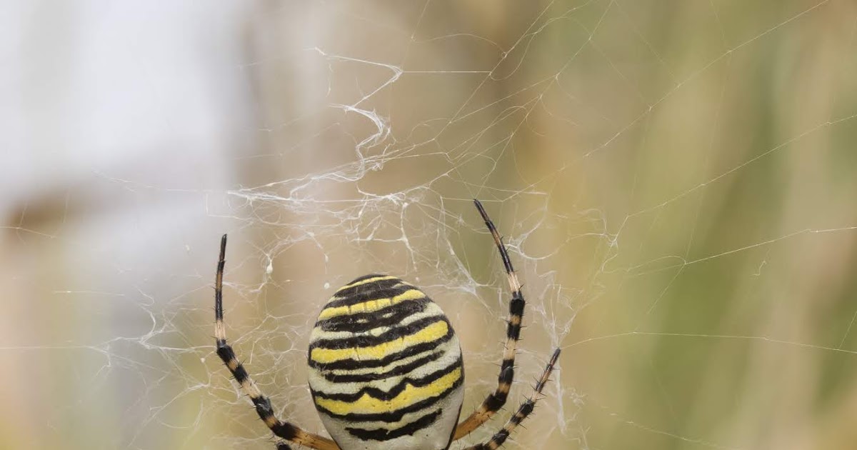 Bob's Butterfly and Bird Blog: Wasp Spiders.
