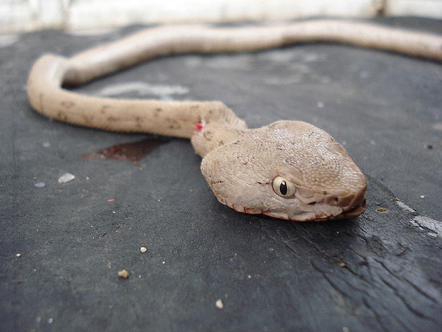 Tokara Habu Snake | Snakes