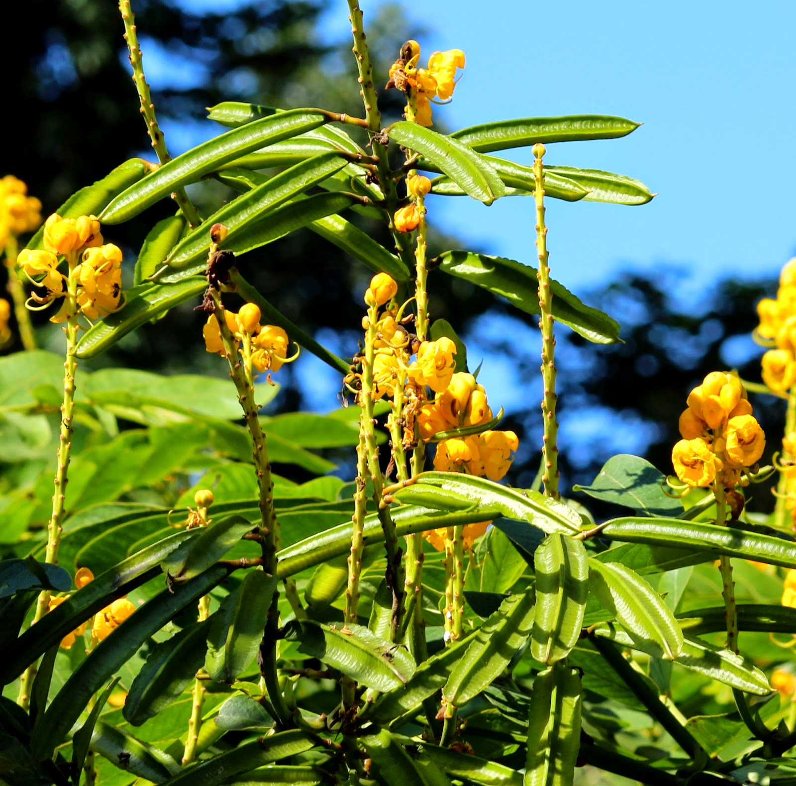 Uma flor por dia: Cassia-alata