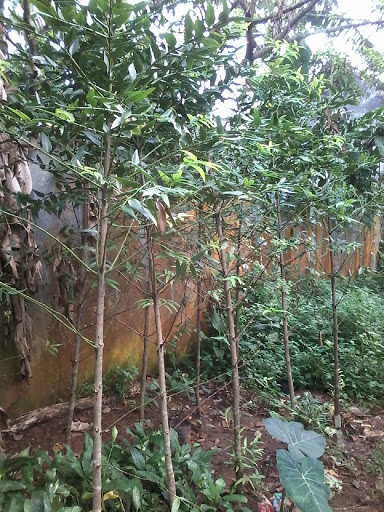 Pohon Damar | Jual Bibit Pohon Damar | Harga Pohon Damar Murah | Jual ...