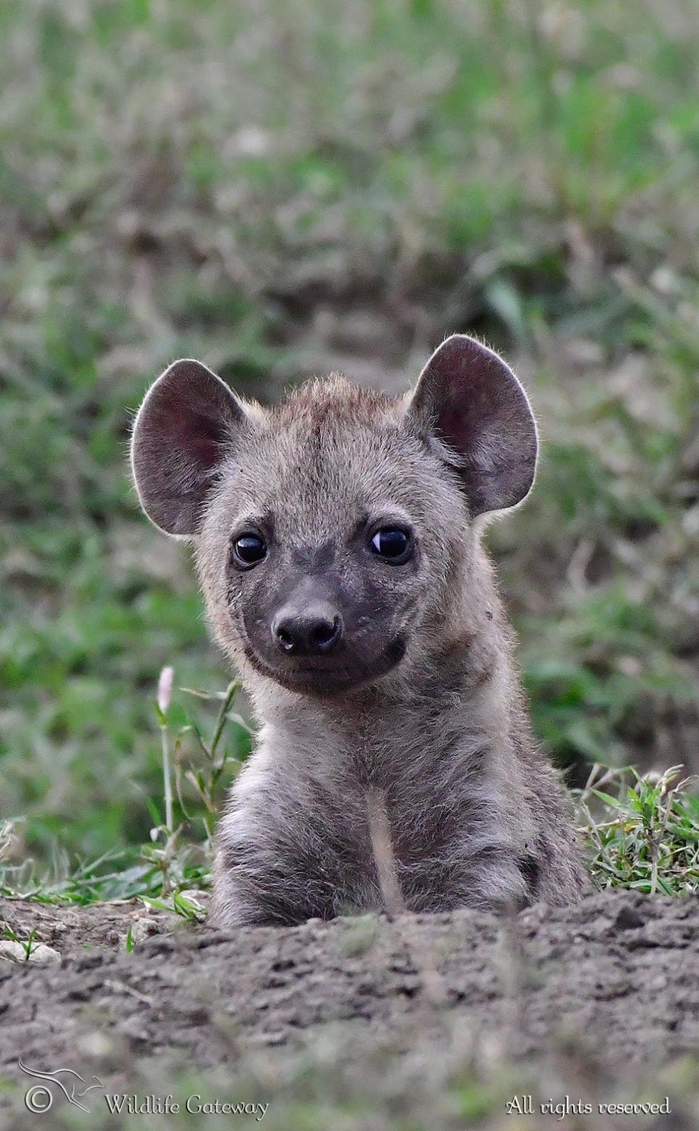 WILDLIFE GATEWAY: Hyène tachetée, et si nous changions de point de vue?
