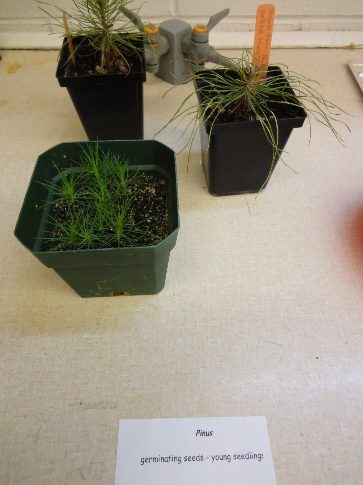 UBC Biology 210 Blog: Lab 8 - Conifers