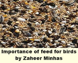 Importance of feed for birds by zaheer minhas | Birdszaq