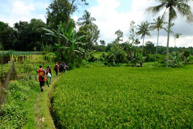 Air Terjun Temcor, Songgon - Di Tengah Jurang-Jurang Persawahan ...
