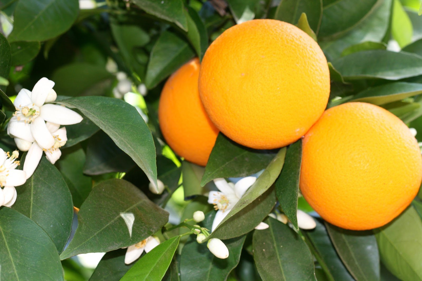 The Polished Pebble: A Snake Bite