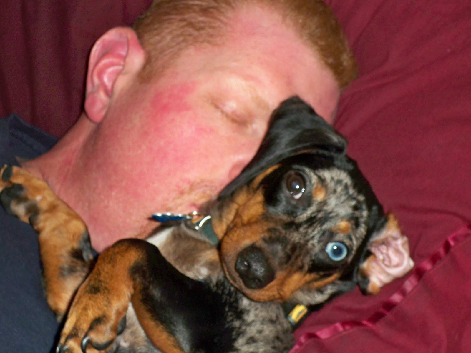 Rosenbergh Fam: Weiner Dogs on Wednesday