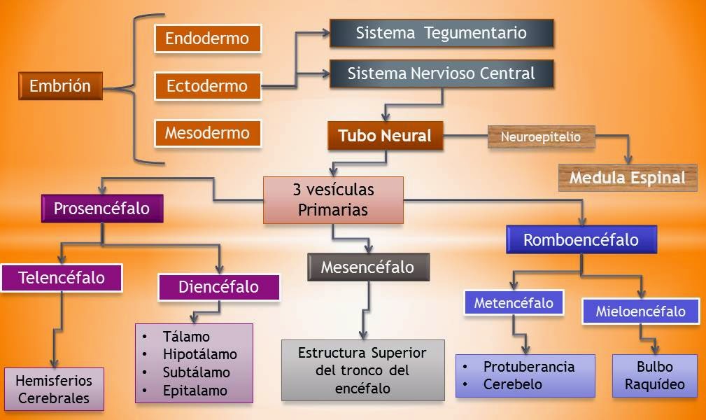 Partida- Fisiologia Humana Basica: Embriologia del Sistema Nervioso Central