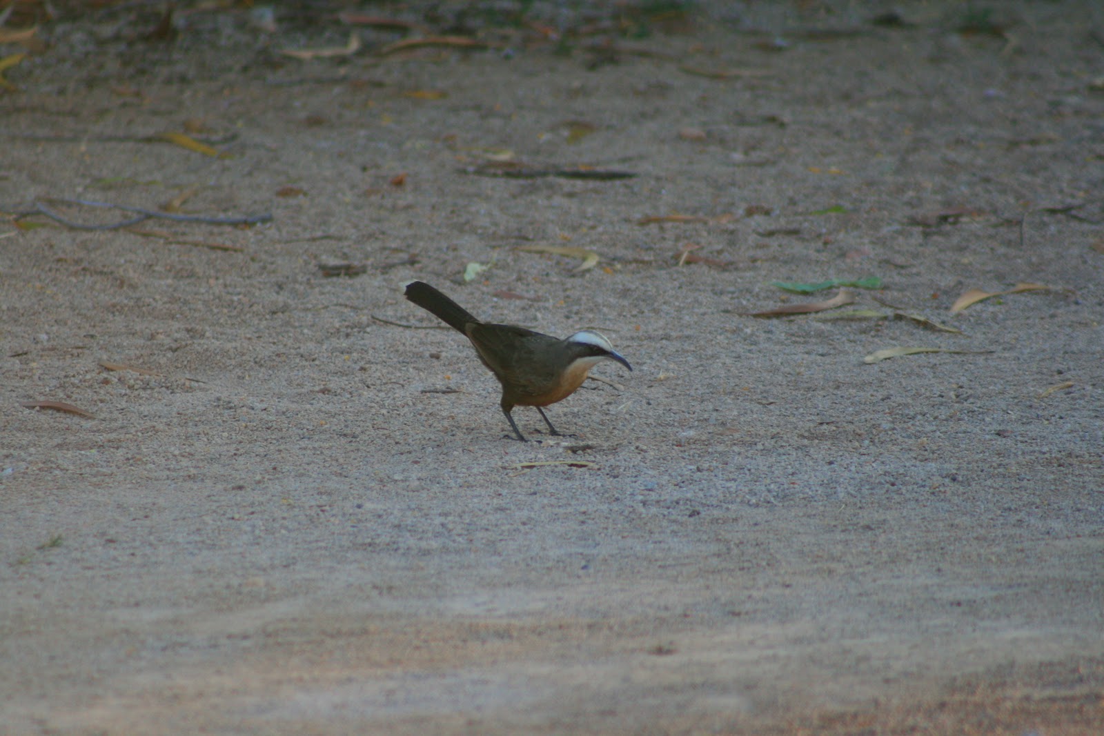 Geoff Thompsons Blog: Northern Territory Birds