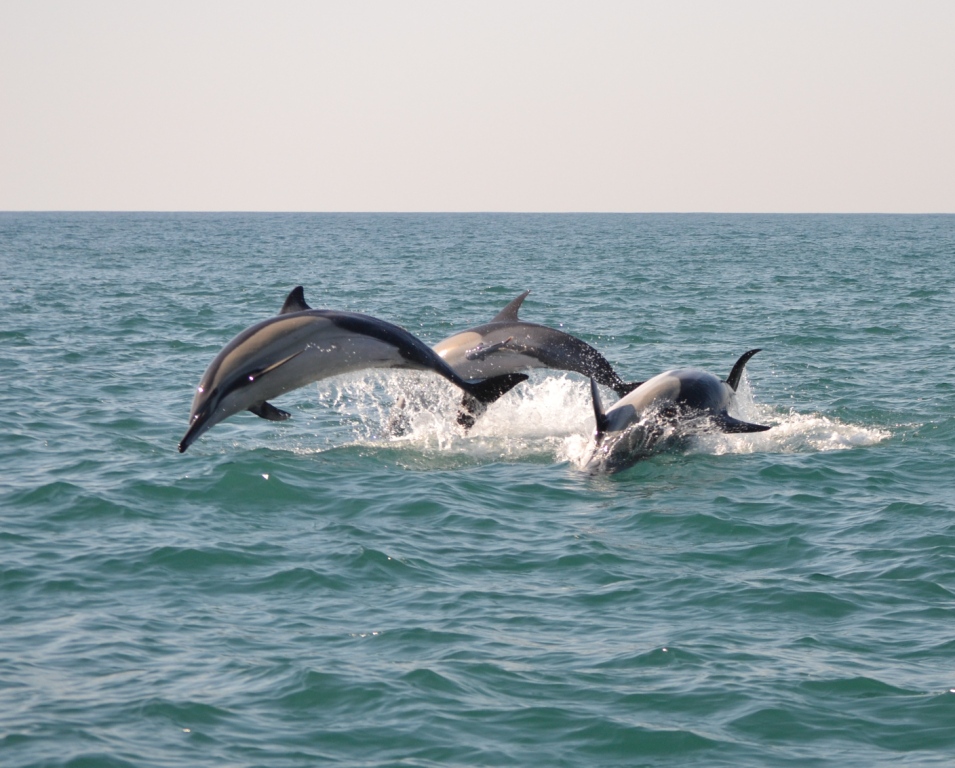 Offshore Africa Port St. Johns: An outstanding dolphin hunting day