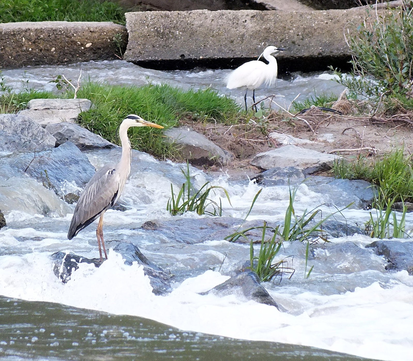 Jurnal unui desculț : starc cenusiu baraj raul vedea alexandria teleorman