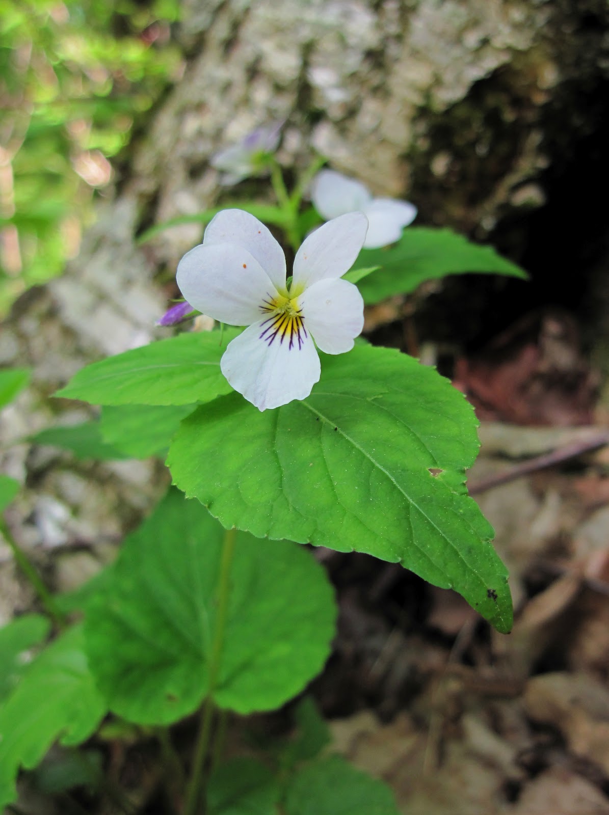 ScAtTeRbOnE's ADVENTURE'S: SHREWSBURY PEAK VT 35'ER (The "Exploring ...