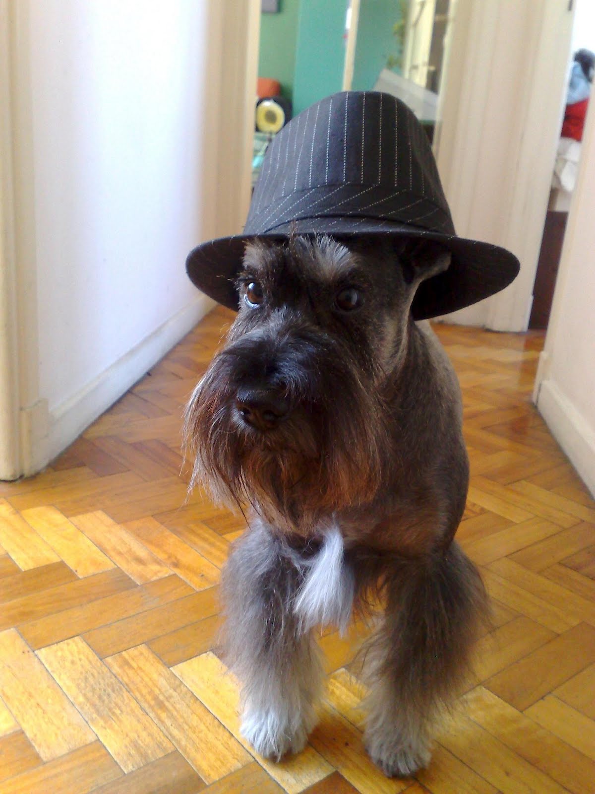 pensando la bronca: TANGUERO