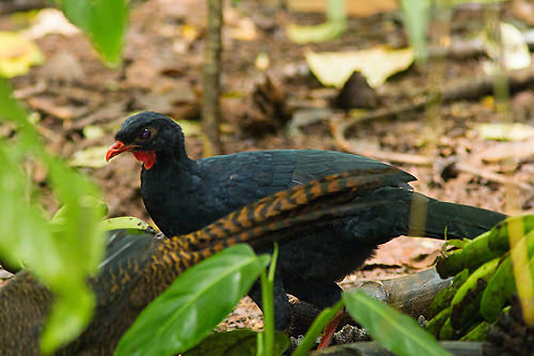 Bellas Aves de El Salvador: Penelopina nigra (pajuil, pava o chacha ...