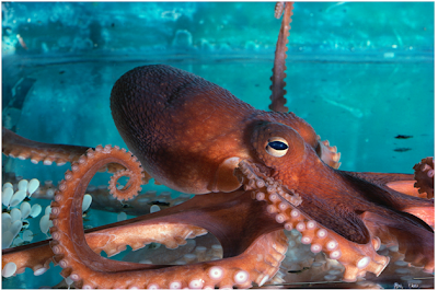 Octopi, Optopuses, and Octopodes Facts - Ask My Brain - Get More Knowlege