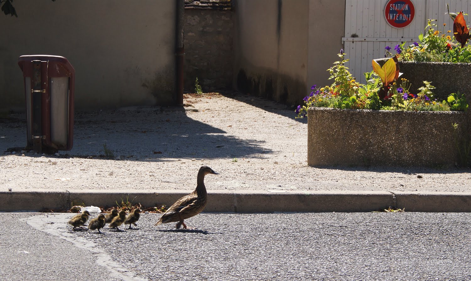 Saint Brice Info RT: La canne et ses six cannetons s’en allaient à la ...