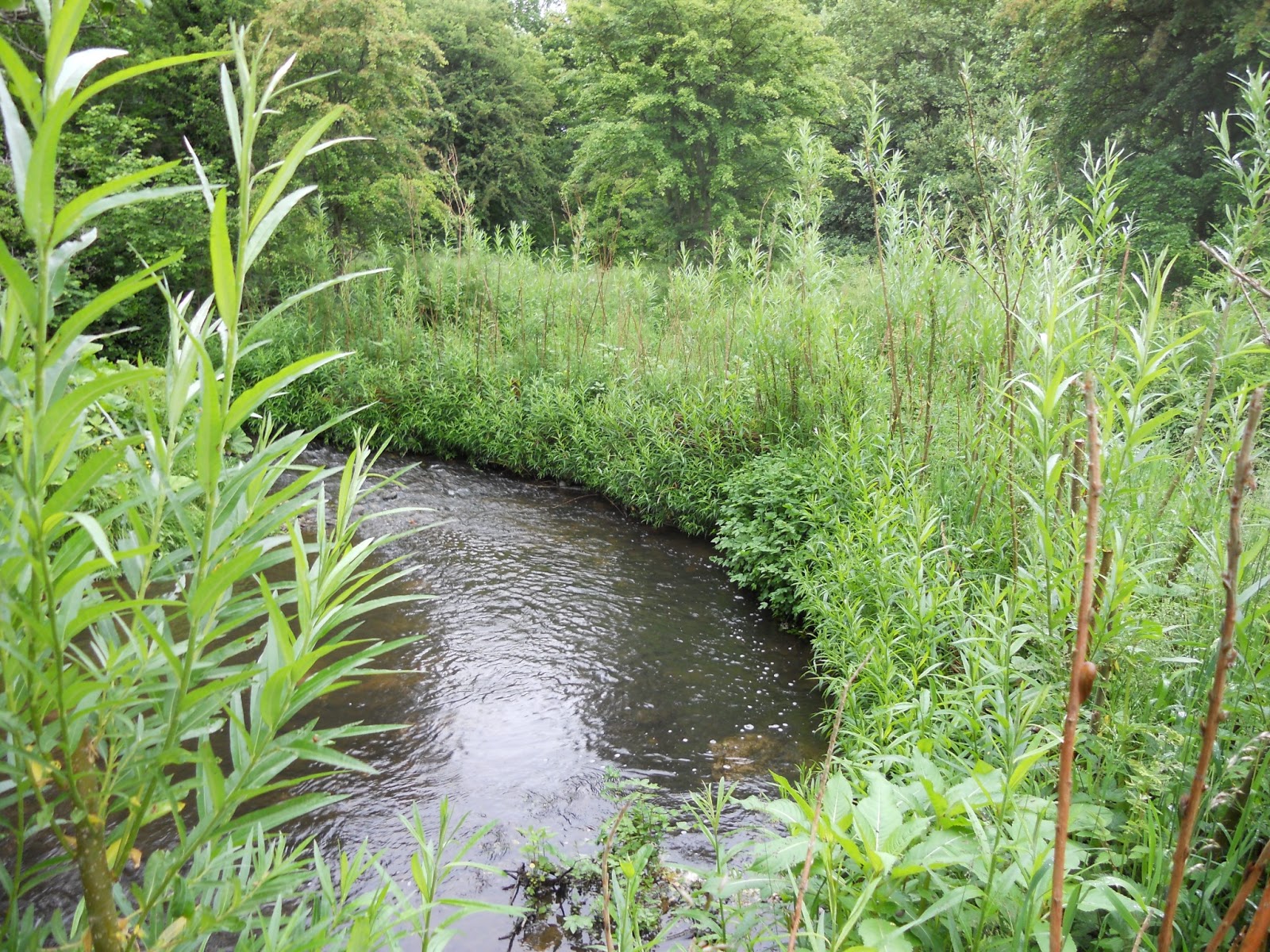 Nidderdale AONB Conservation Volunteers' Blog: Willow Spiling at ...