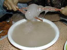 Tebaloi Sarawak - Yumida