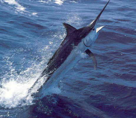 MEDIA PENYULUHAN PERIKANAN: JENIS IKAN HASIL TANGKAPAN MENGGUNAKAN ALAT ...