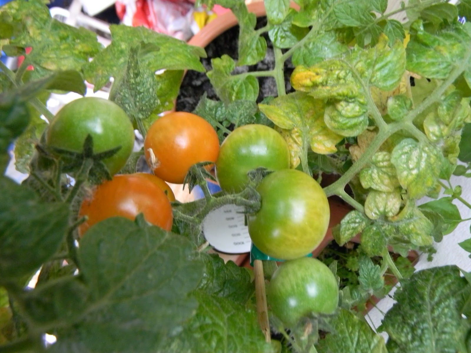 Gradina de pe balcon: Hai ca se poate...