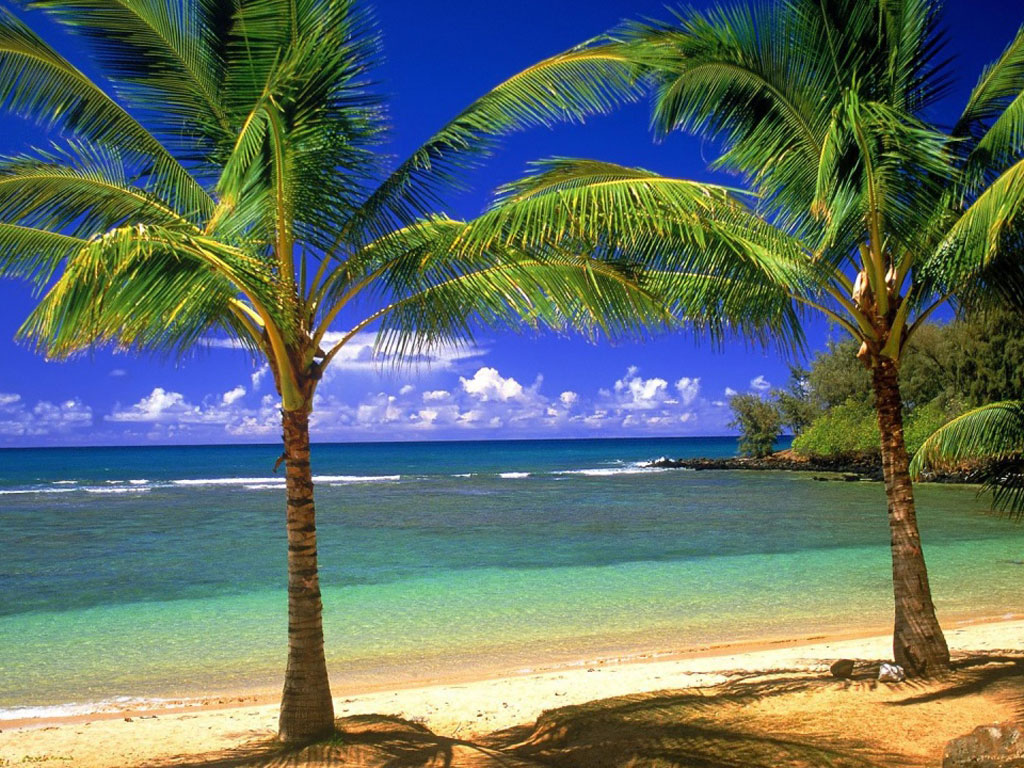 @ Imagens e Fotografias de: Fotos de Coqueiros