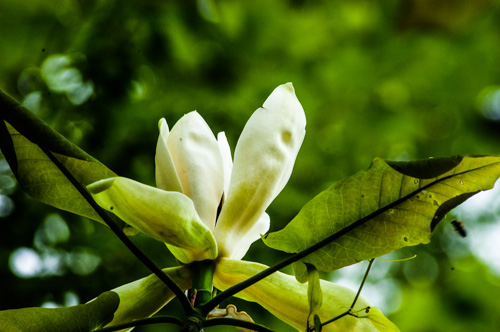 A Year With the Trees: Fraser Magnolia - Magnolia fraseri