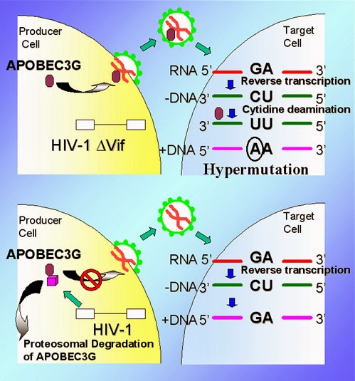 Colgate Virology (and Immunology) Blog: New Possible HIV Treatment ...