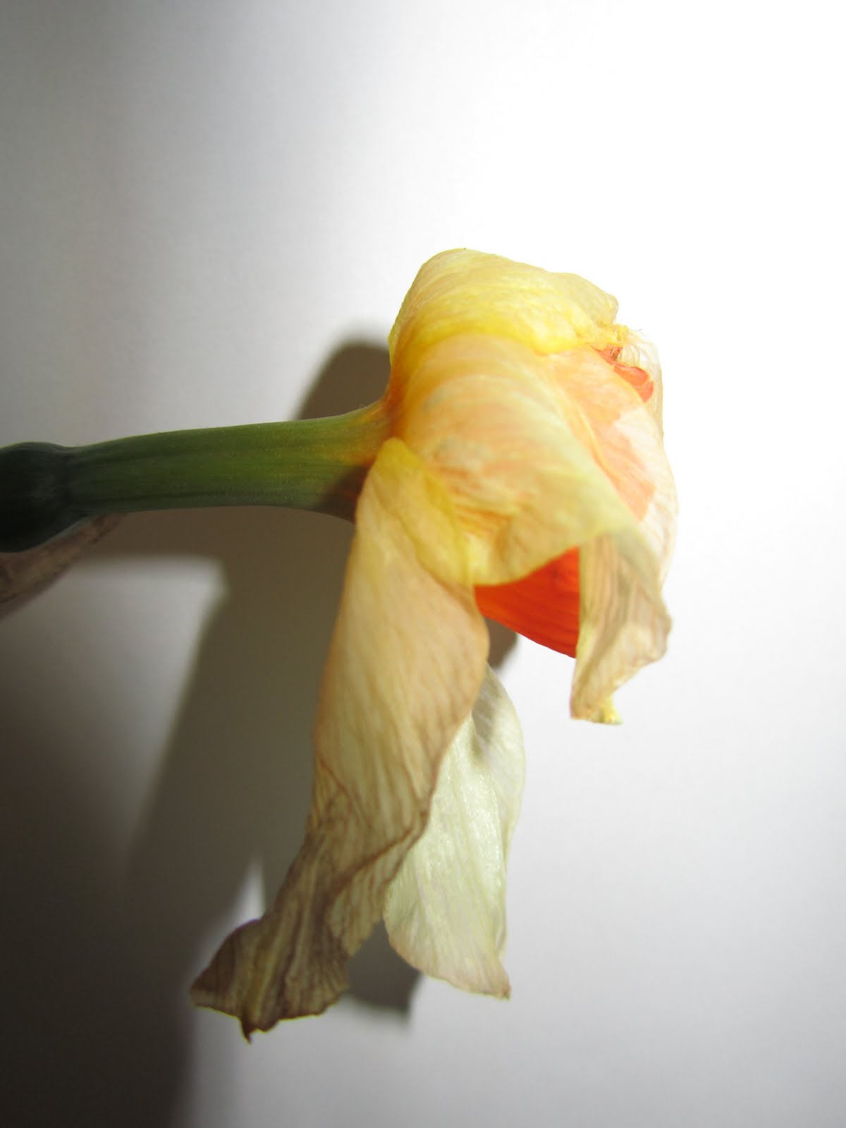 Design Practice: The Decomposition of a Flower.