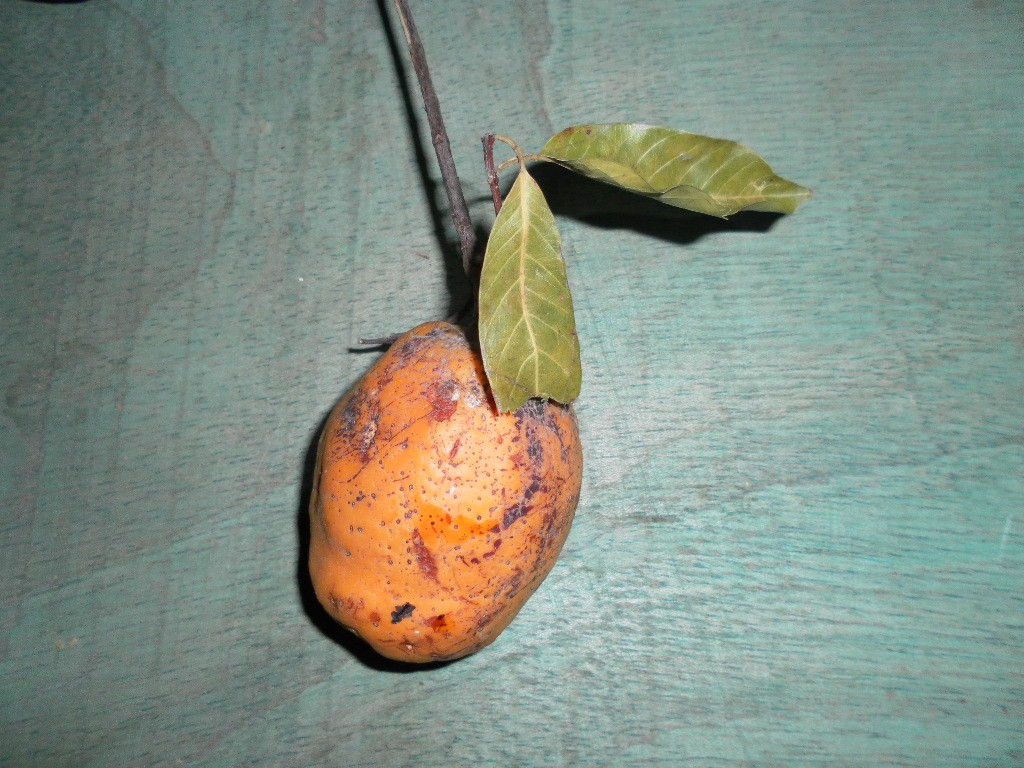 marriage & millet: Fruit Taxonomy