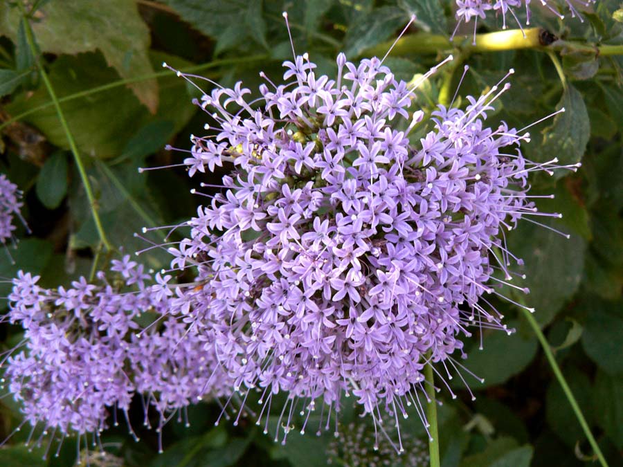 Wildflowers of Andalucia: Trachelium caeruleum