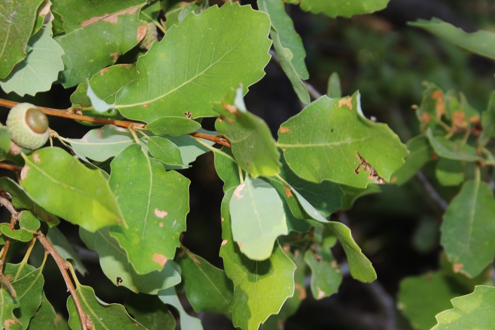 Biodiversity of Cyprus by NGO Protection of the Natural Heritage and ...