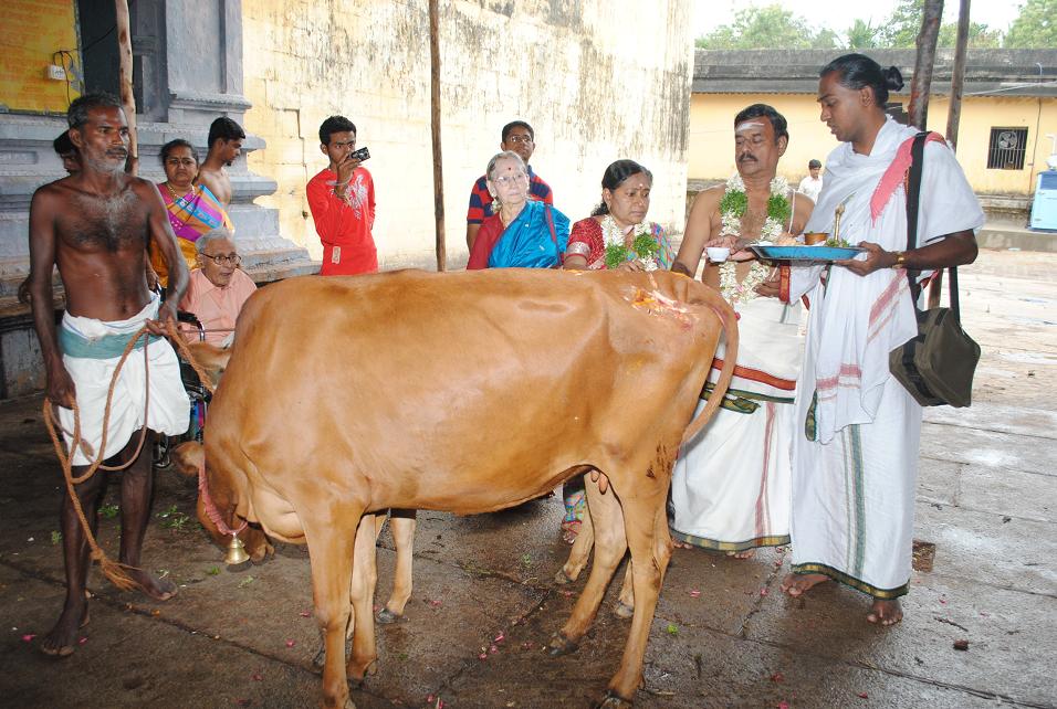 sashtiapthapoorthi: go pooja the cow prayer