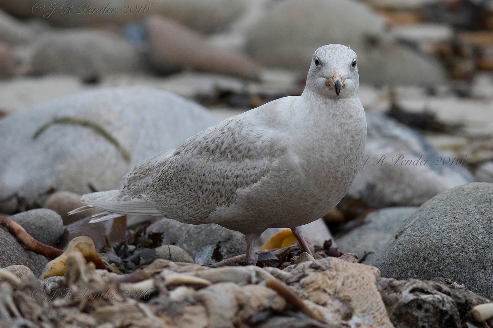 Joe Pender Wildlife Photography: Juvenile Glaucous Gull
