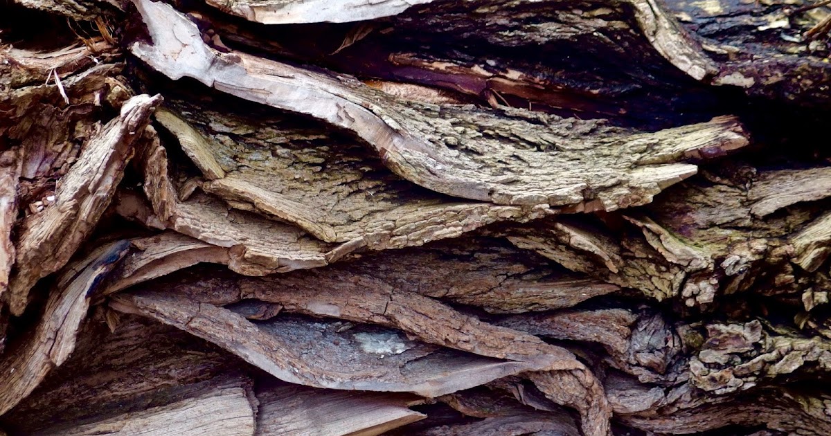 the golden fish: bark