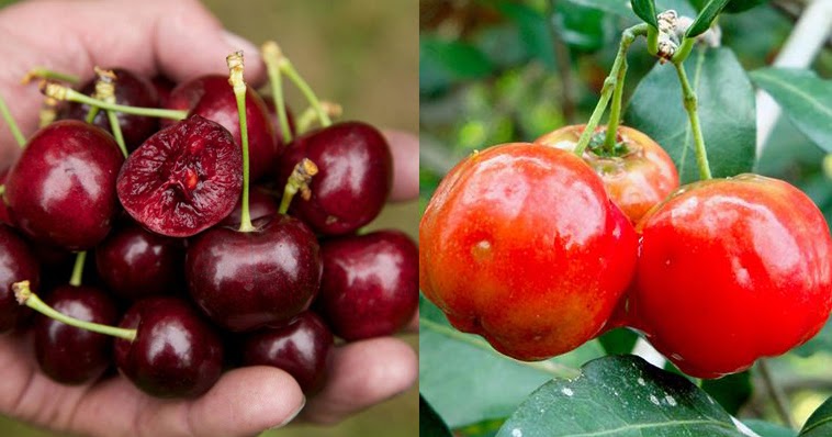 Quả cherry: Trái cherry và trái sơ ri có phải cùng 1 quả
