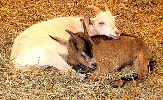 Latino Farms: How to Microchip Your Goat for Easy Identification