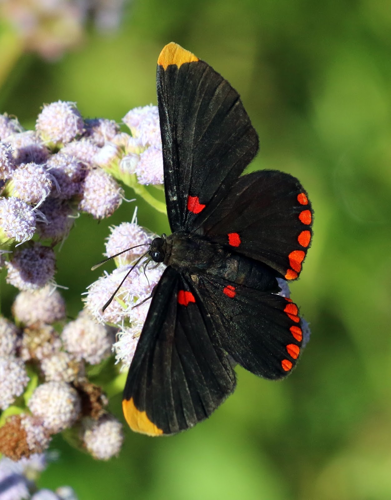 Rio Grande Valley Butterflies: National Butterfly Center, 10/27/15