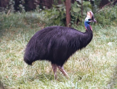 Informasi Hewan dan Tanaman : Burung Kasuari