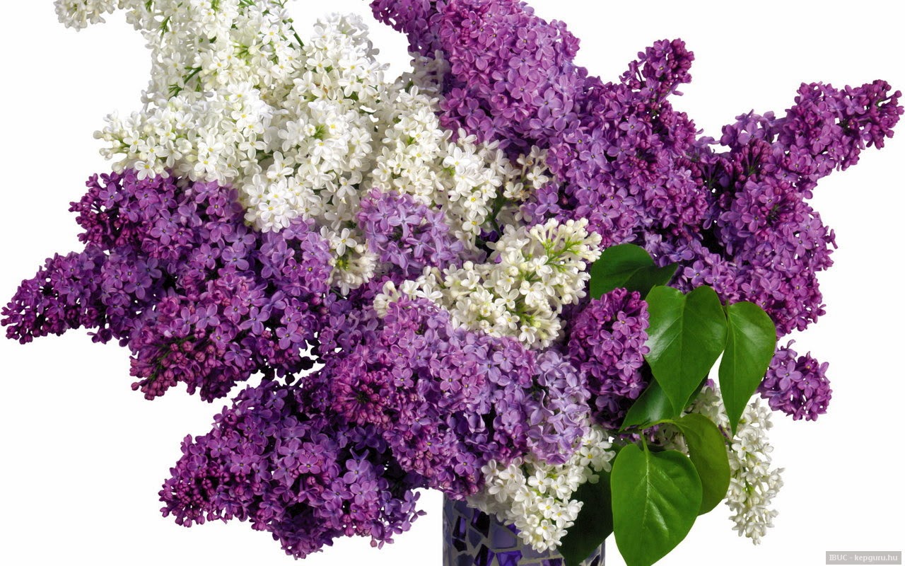 Kertek,Udvarok,Ötletek.